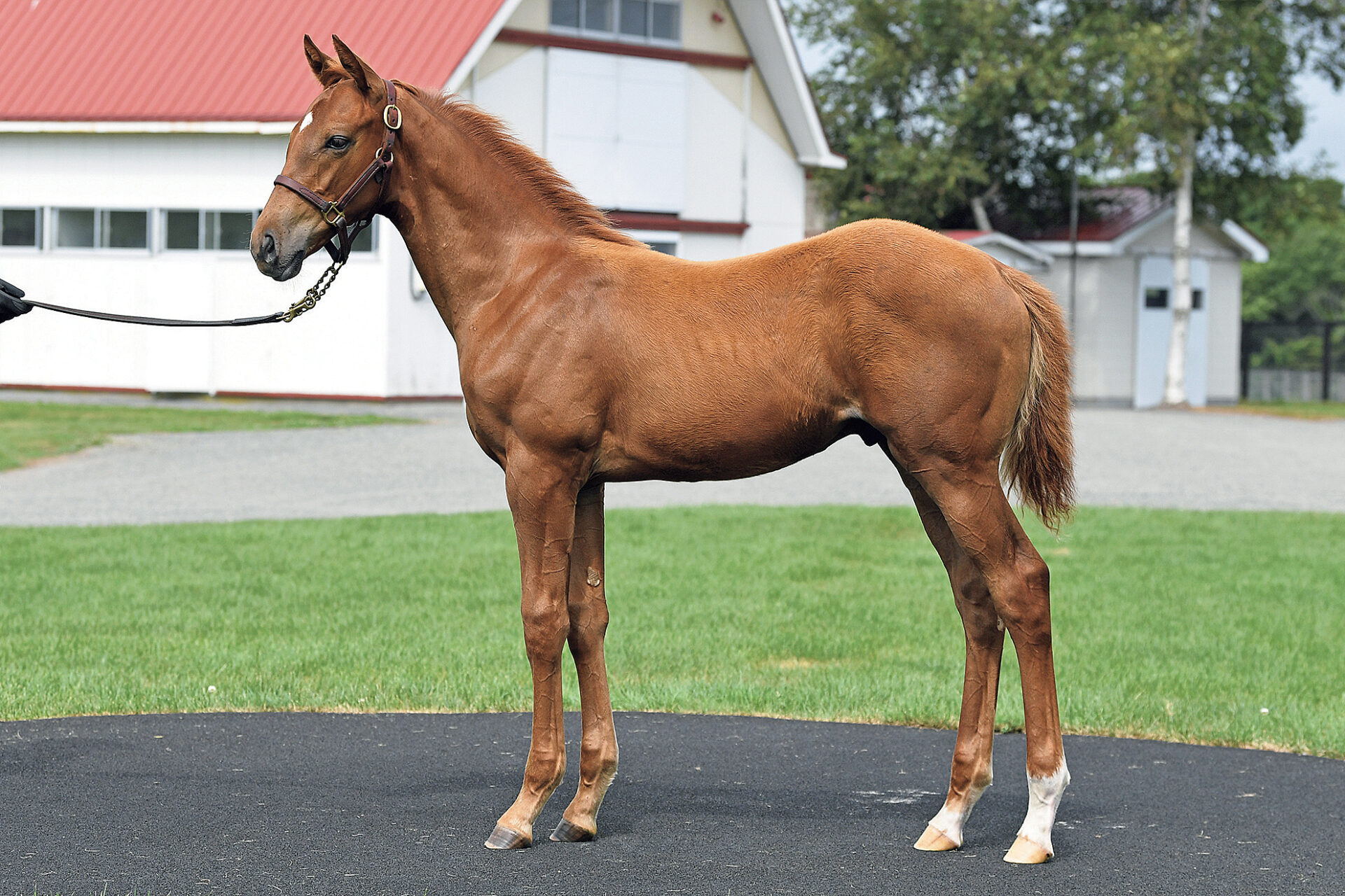 ②ファービヨンド24 (ﾏｲﾝﾄﾞﾕｱﾋﾞｽｹｯﾂ産駒) ｜ ローレルクラブ