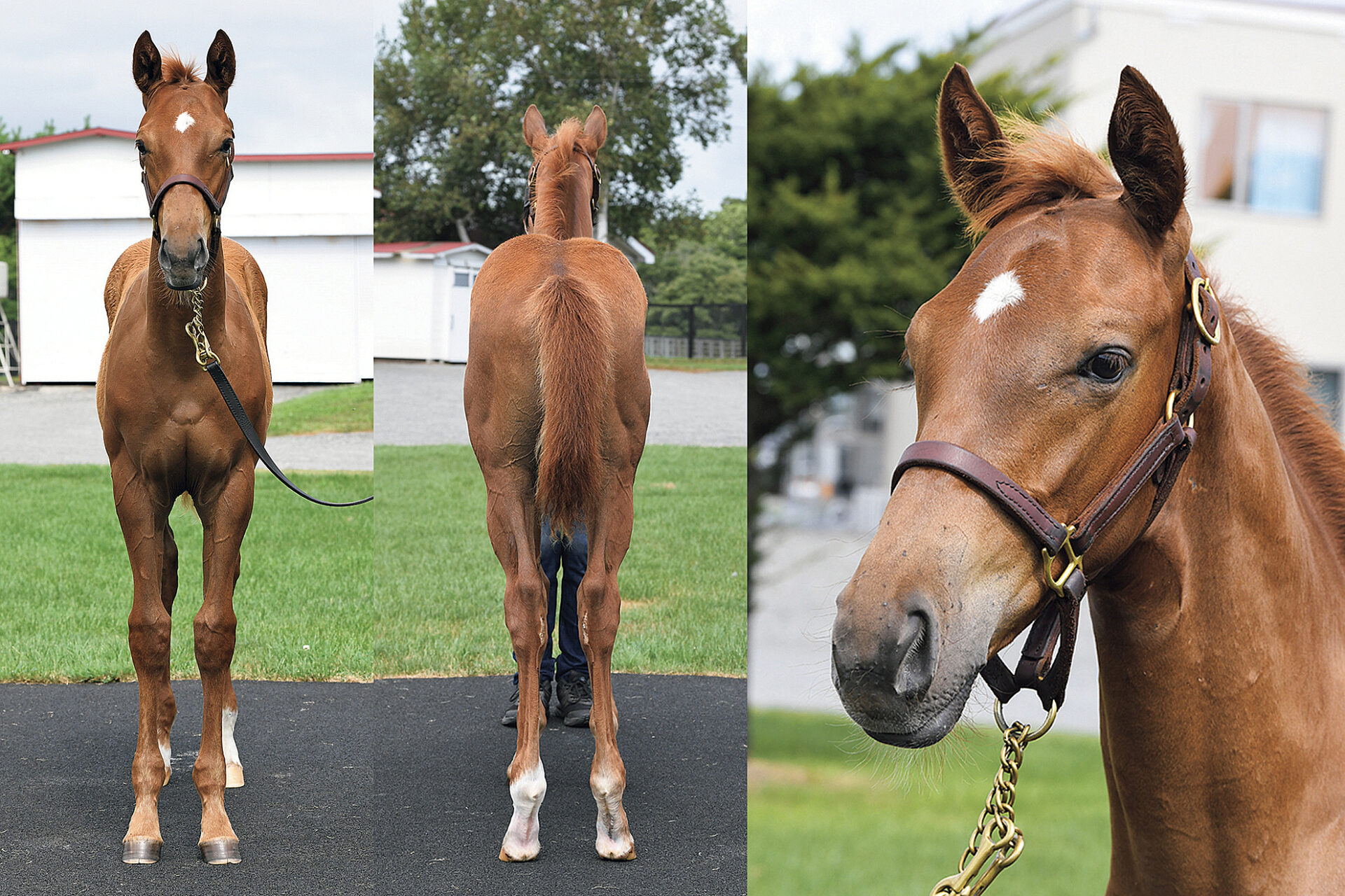 ②ファービヨンド24 (ﾏｲﾝﾄﾞﾕｱﾋﾞｽｹｯﾂ産駒) ｜ ローレルクラブ